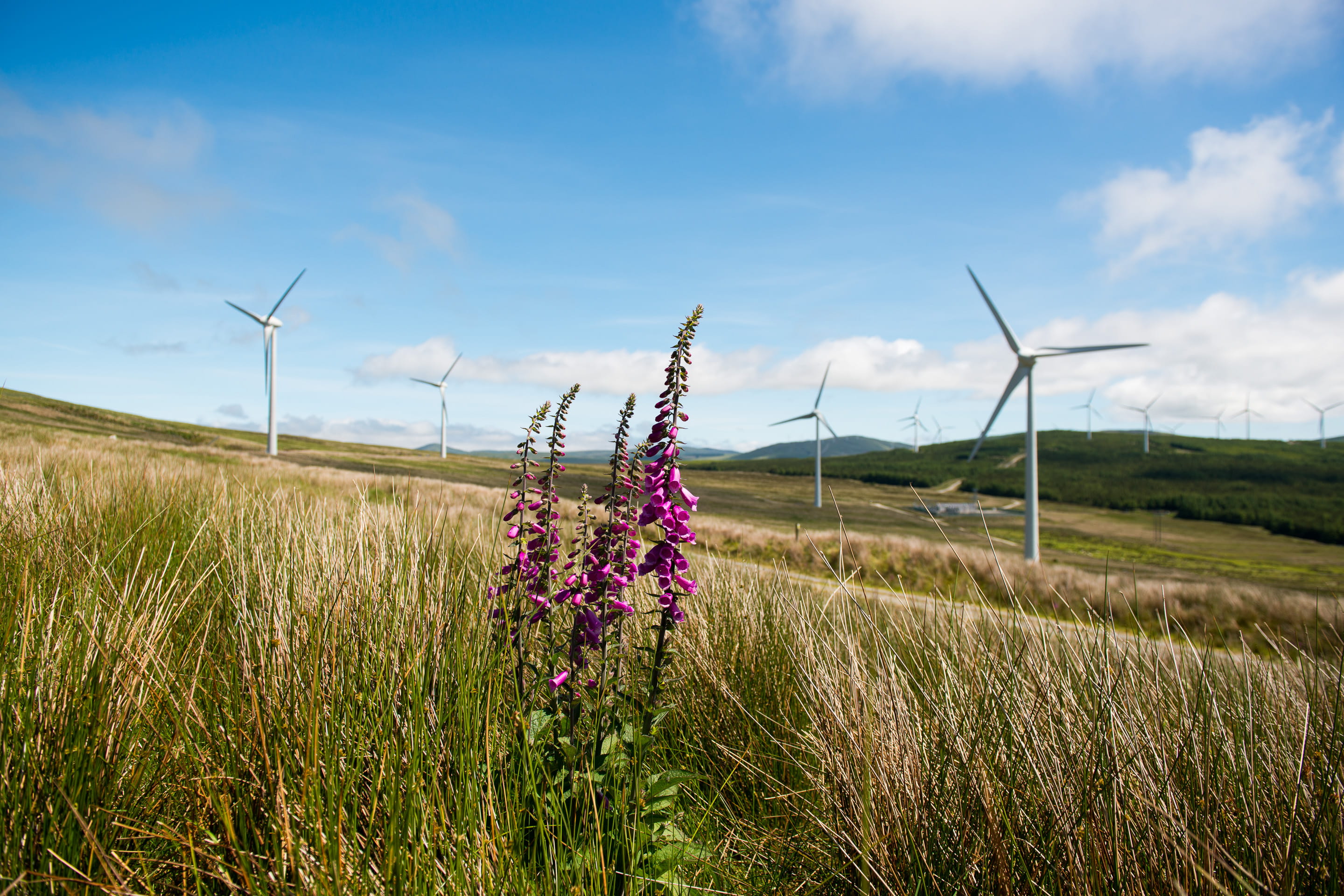 Orsted and FuturEnergy Ireland granted planning approval for 121 MW ...