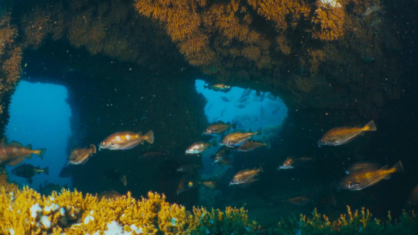 Wilder Humber: Restoring Coastal Ecosystems | Ørsted