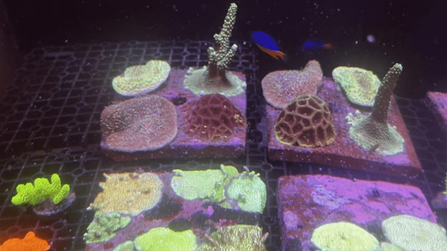ReCoral – Coral Restoration Project | Ørsted