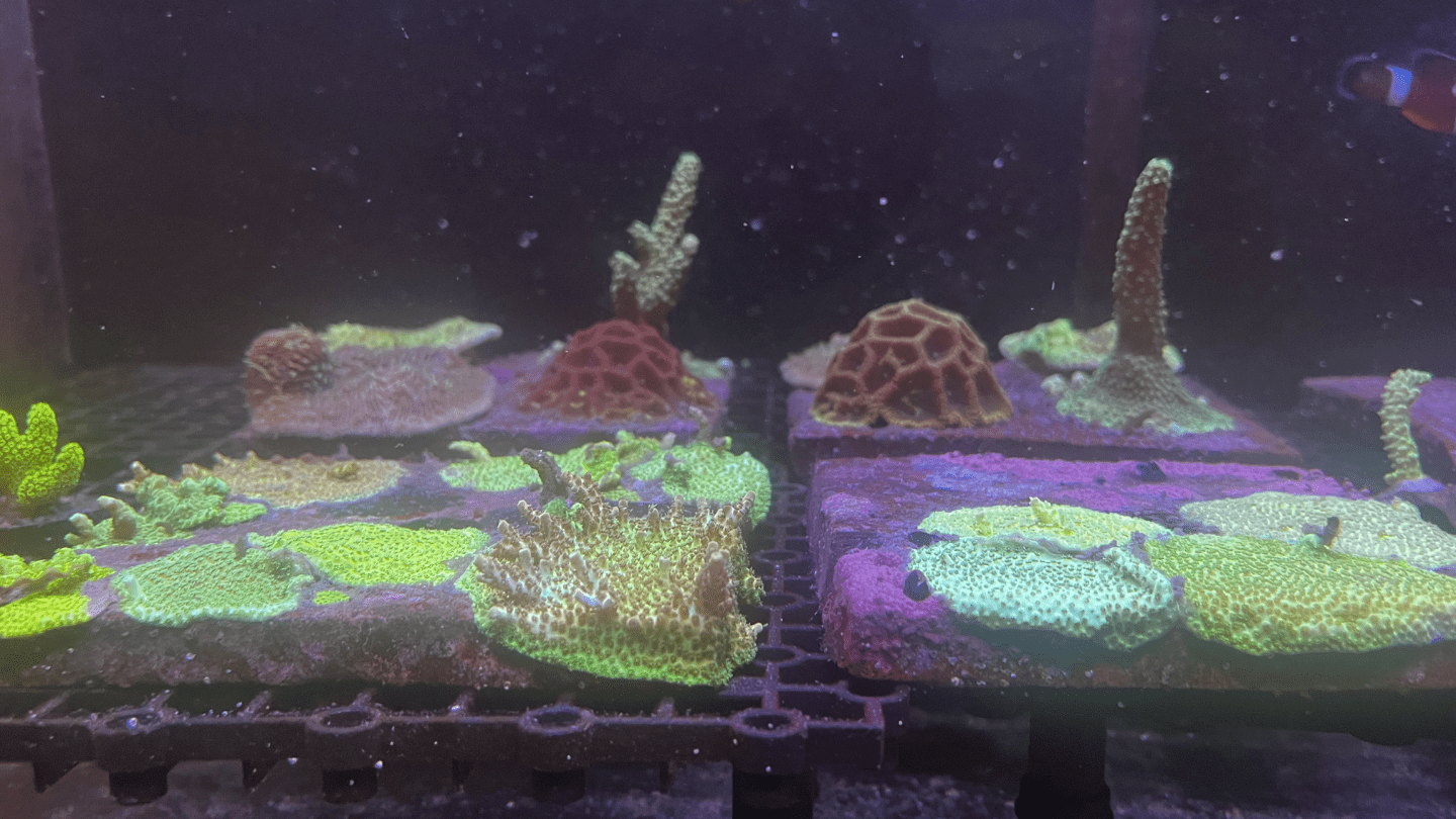ReCoral – Coral Restoration Project | Ørsted
