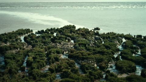 Wilder Humber: Restoring Coastal Ecosystems | Ørsted