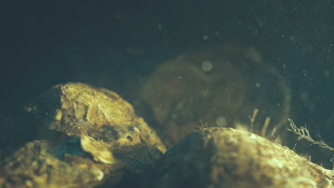 Wilder Humber: Restoring Coastal Ecosystems | Ørsted