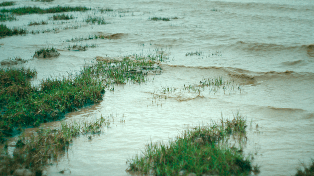 Wilder Humber: Restoring Coastal Ecosystems | Ørsted