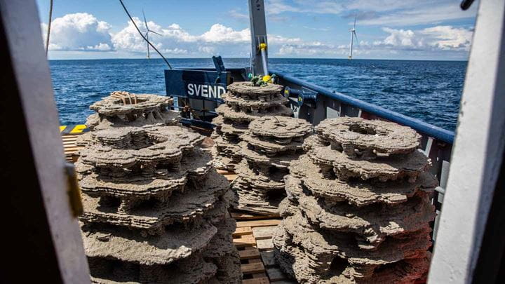 3D-Printed Reefs to Restore Biodiversity in Denmark | Ørsted