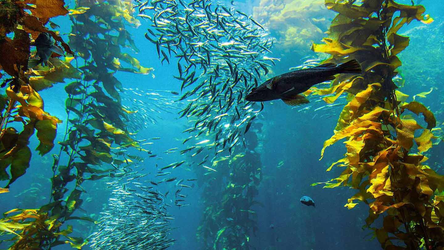 How Offshore Wind Coexists with Marine Wildlife | Ørsted