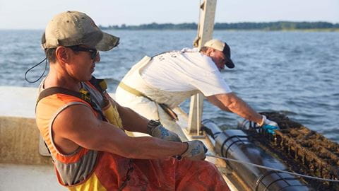 Scott Budden: farming oysters | Stories from Maryland | Ørsted
