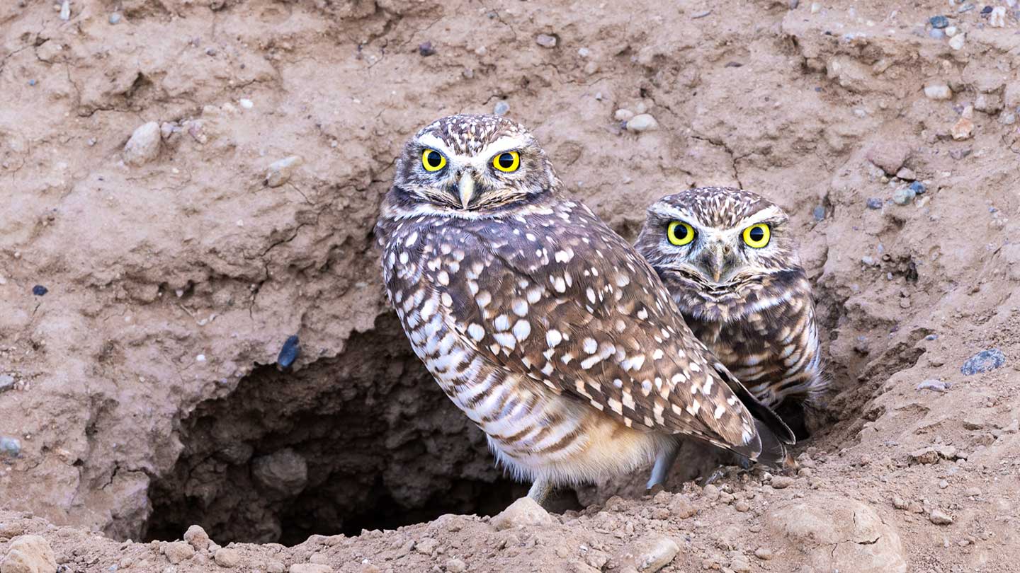 Ørsted Announces Burrowing Owl Habitat Research Grant for Arizona State ... Ørsted Announces Burrowing Owl Habitat Research Grant for Arizona State ...